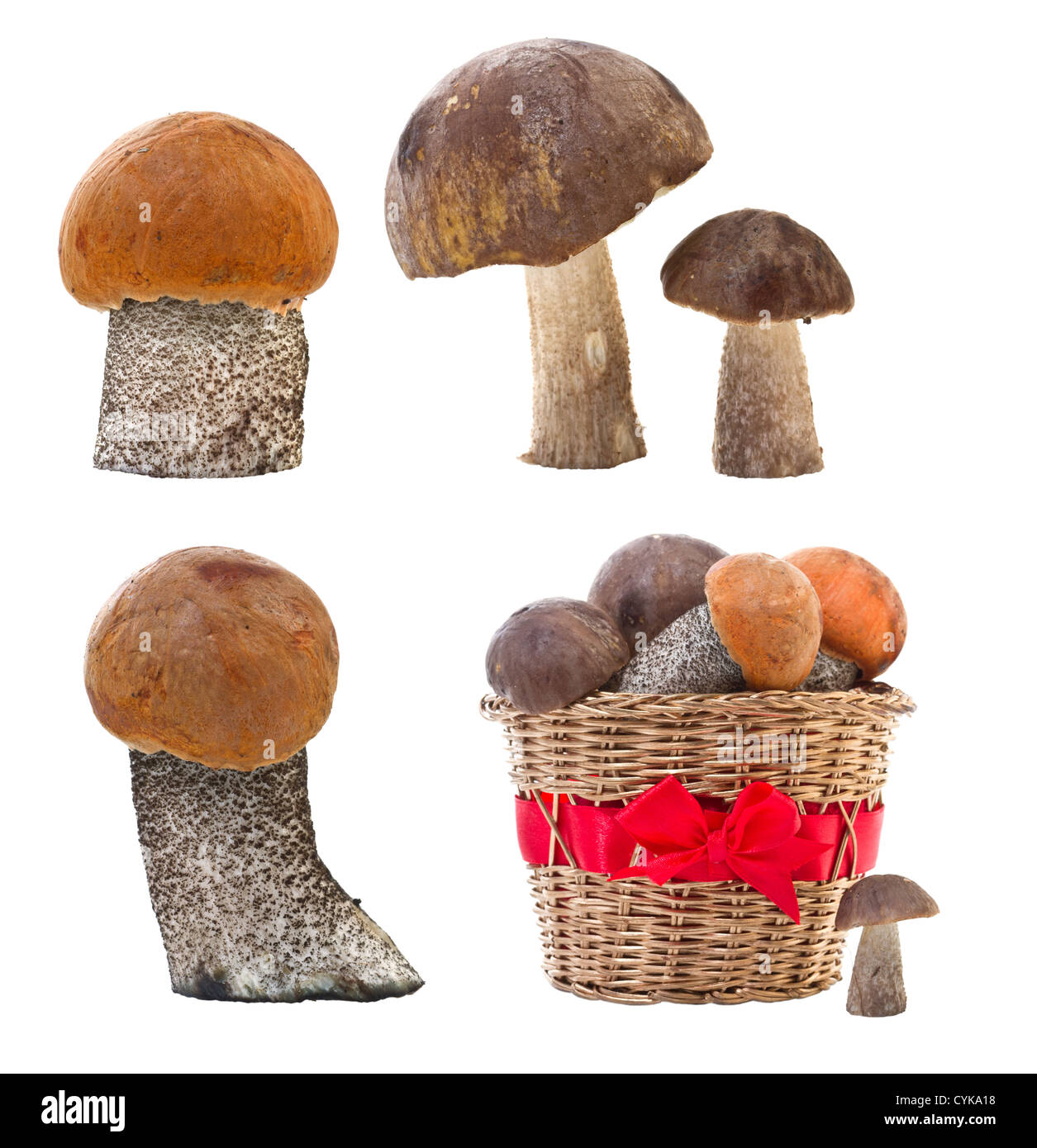 Fresh cap boletus, isolated on white background Stock Photo - Alamy