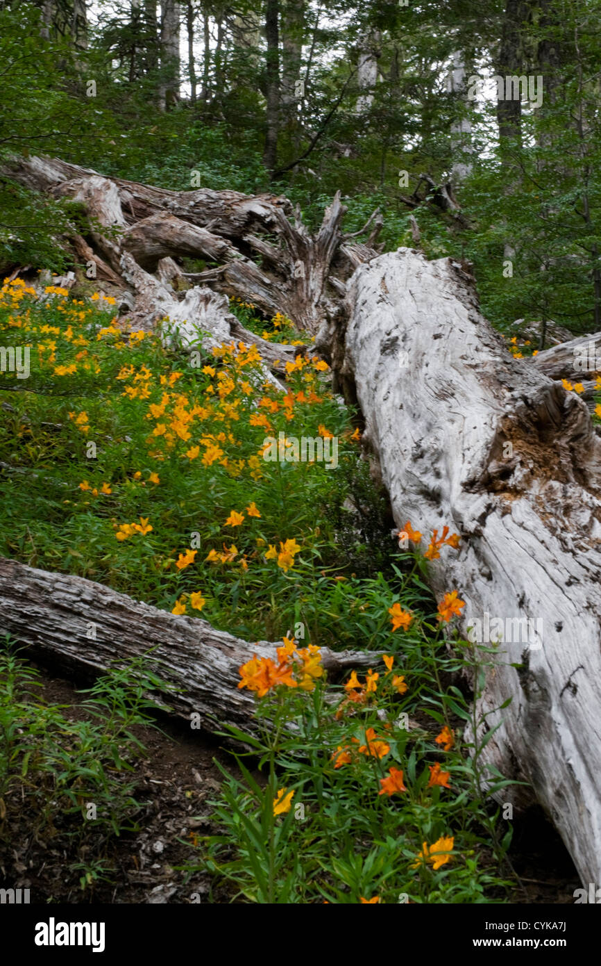 Flora of southern south america hi-res stock photography and images - Alamy