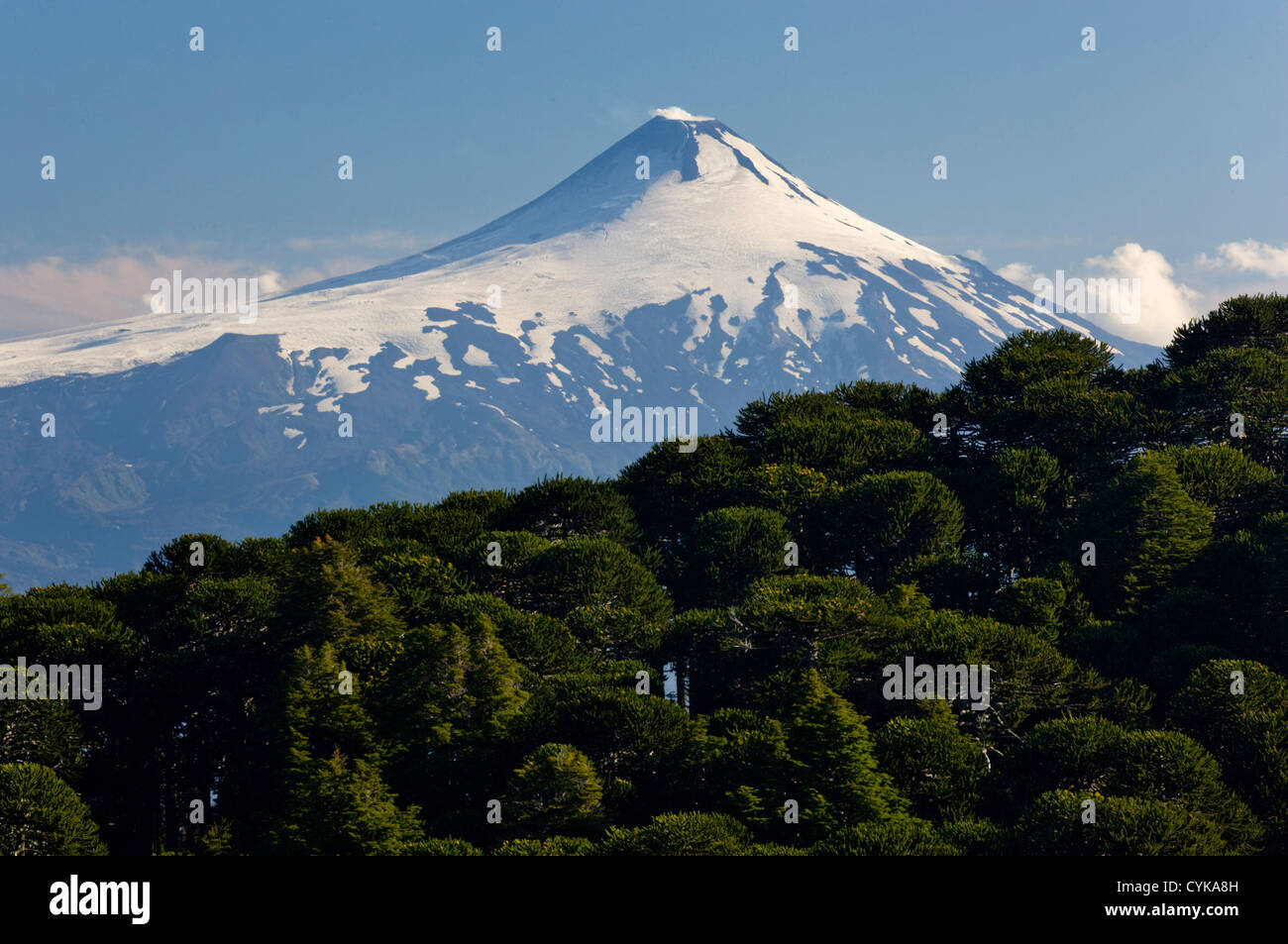 Native trees chile hi-res stock photography and images - Alamy