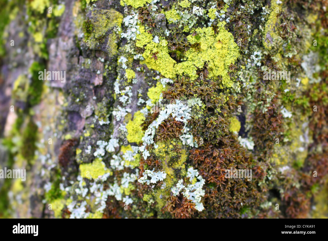 Lichen tree trunk hi-res stock photography and images - Alamy Lichen tree trunk hi-res stock photography and images - Alamy