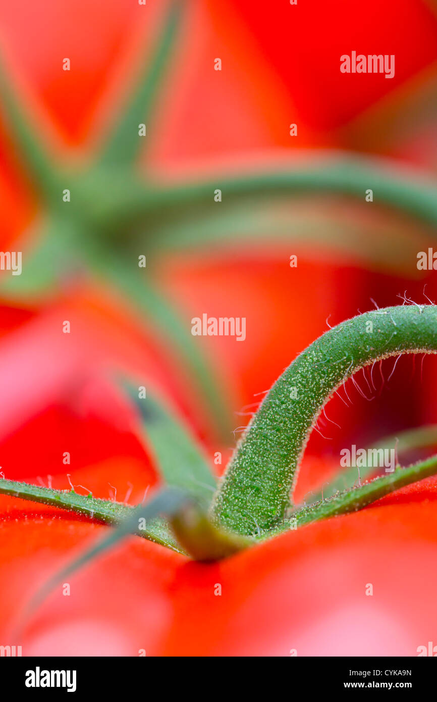 Tomato on Vine; UK Stock Photo - Alamy