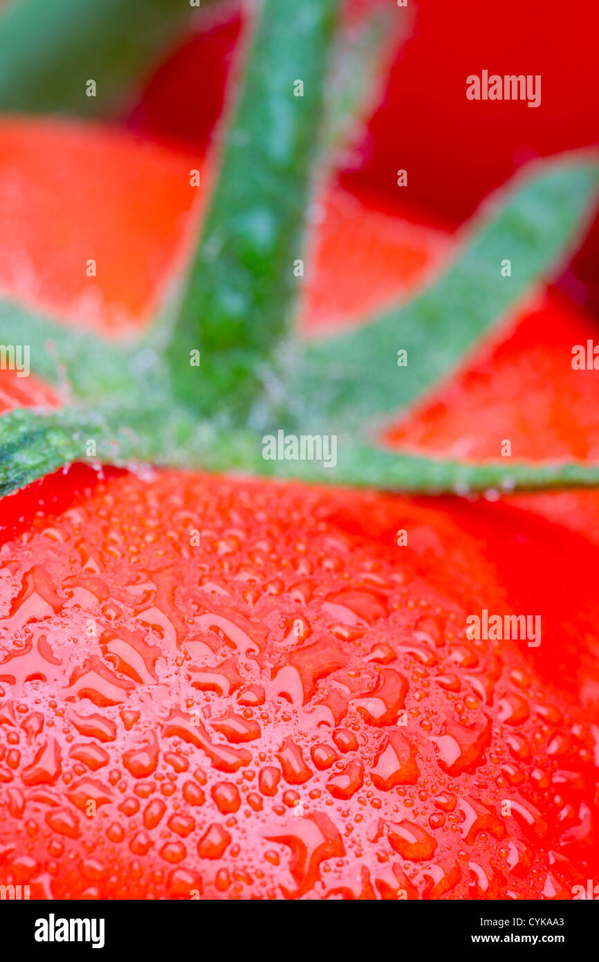 Tomato on Vine; UK Stock Photo - Alamy