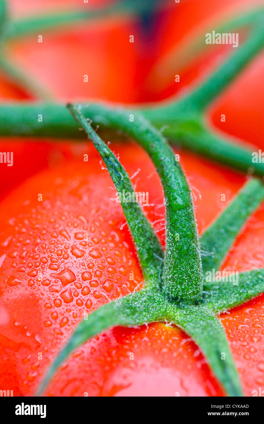 Tomato on Vine; UK Stock Photo - Alamy