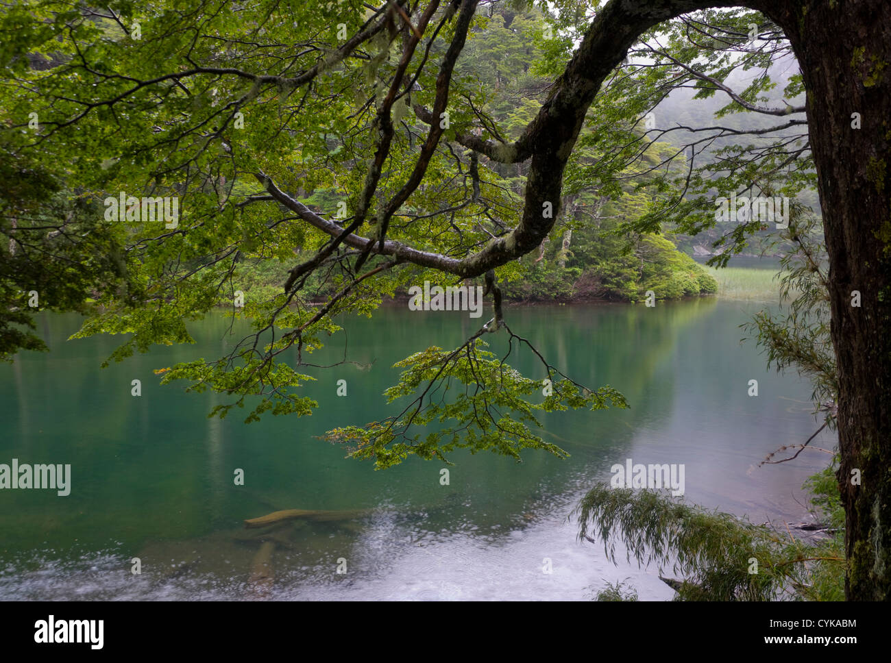 Chile. South America. Temperate rainforest and Lago Chico. Huerquehue ...