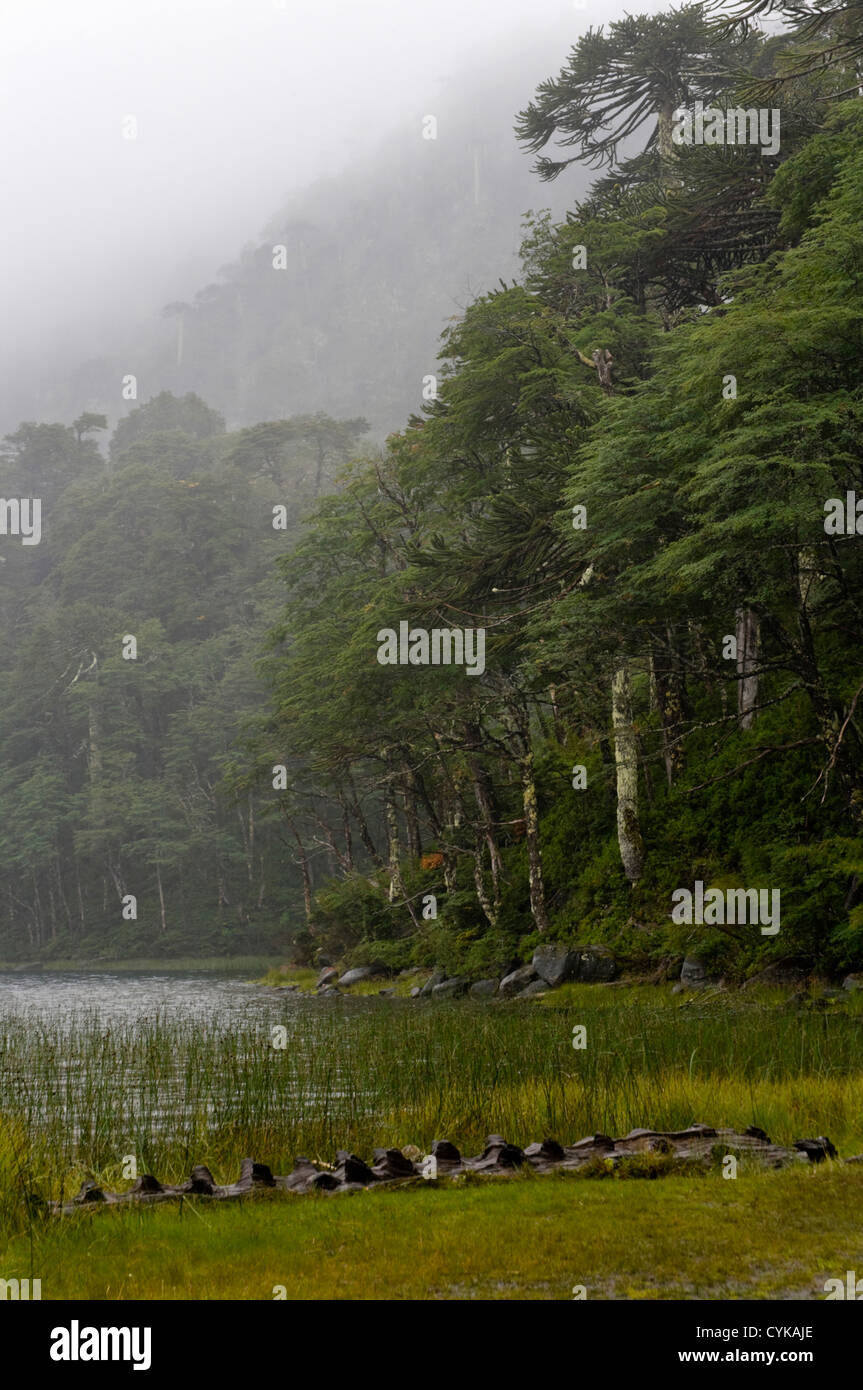 Chile. South America. Temperate rainforest above Lago Verde. Huerquehue ...