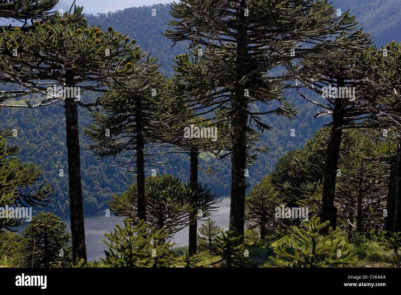 Chile ecology hi-res stock photography and images - Alamy