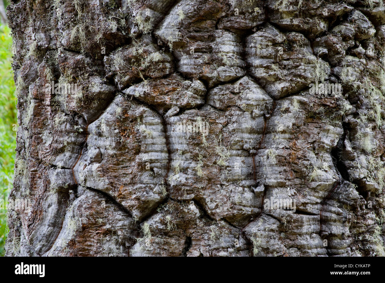 Monkeypuzzle hi-res stock photography and images - Alamy