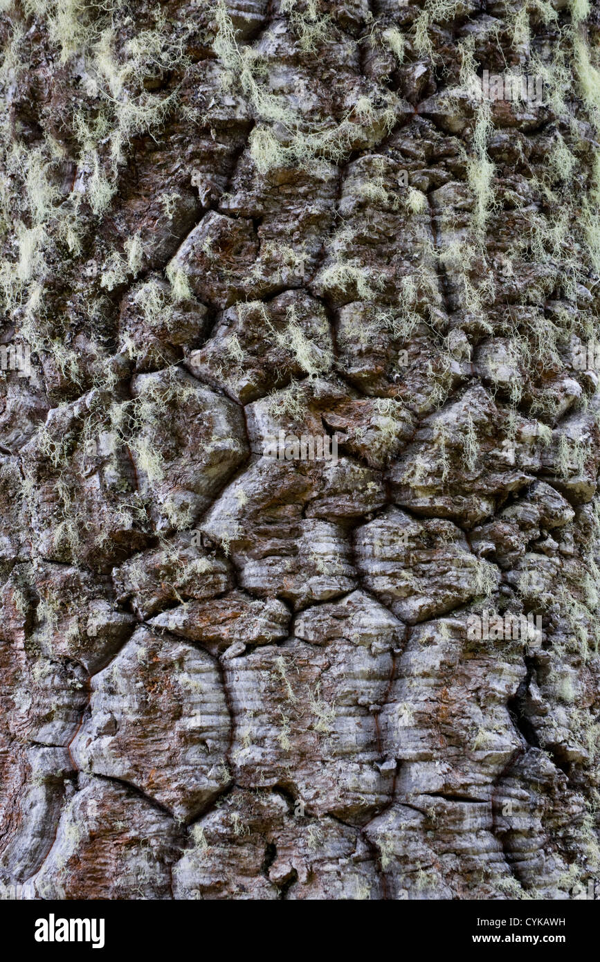 Chile. South America. Bark of monkeypuzzle tree, also know as pehuen ...