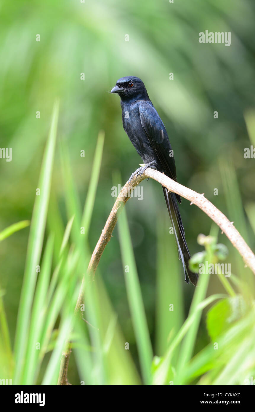 beautiful black drongo(Dicrurus macrocercus) possing on branch Stock ...