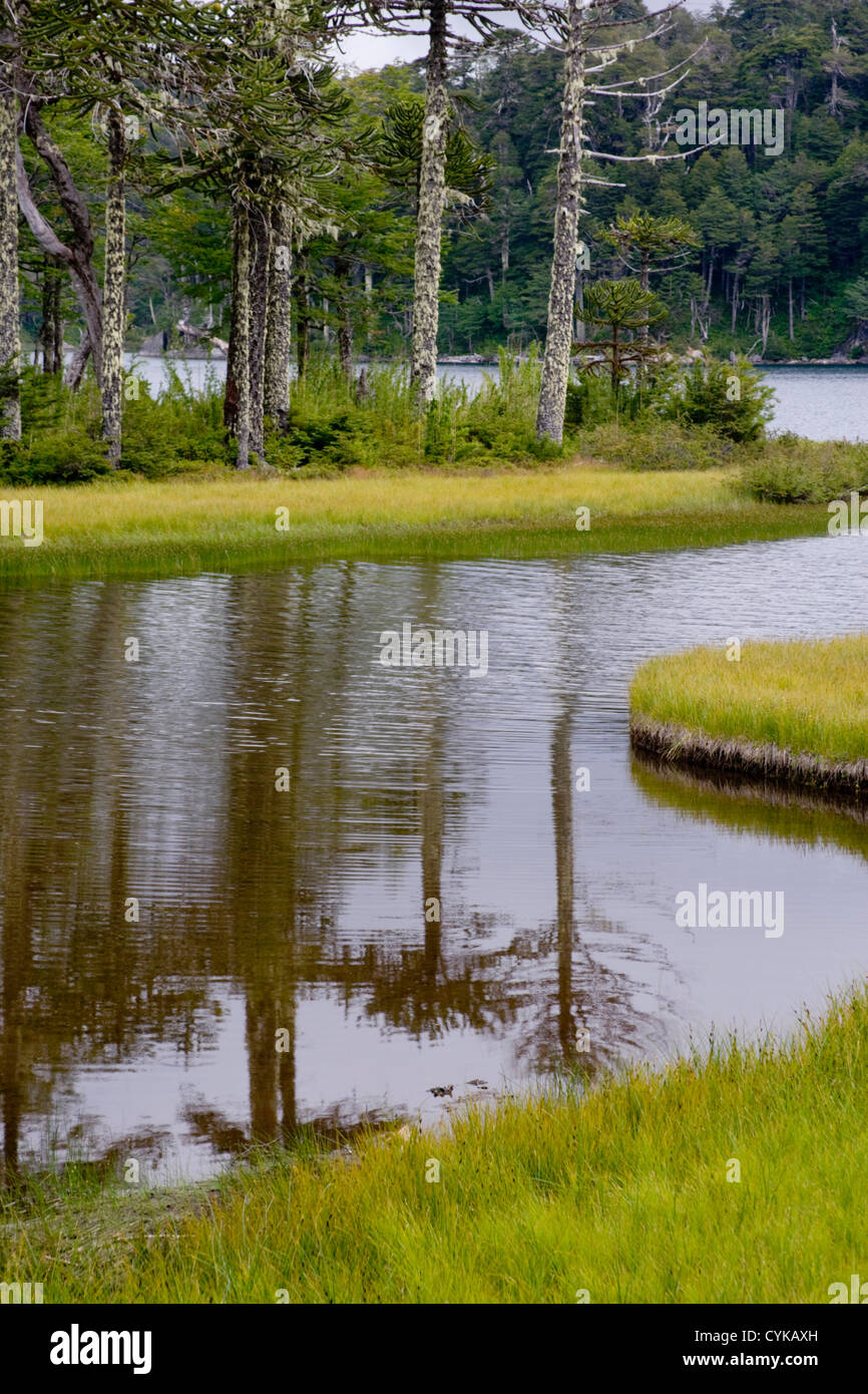 Chile. South America. Monkeypuzzle trees, also know as pehuen, by Lago ...