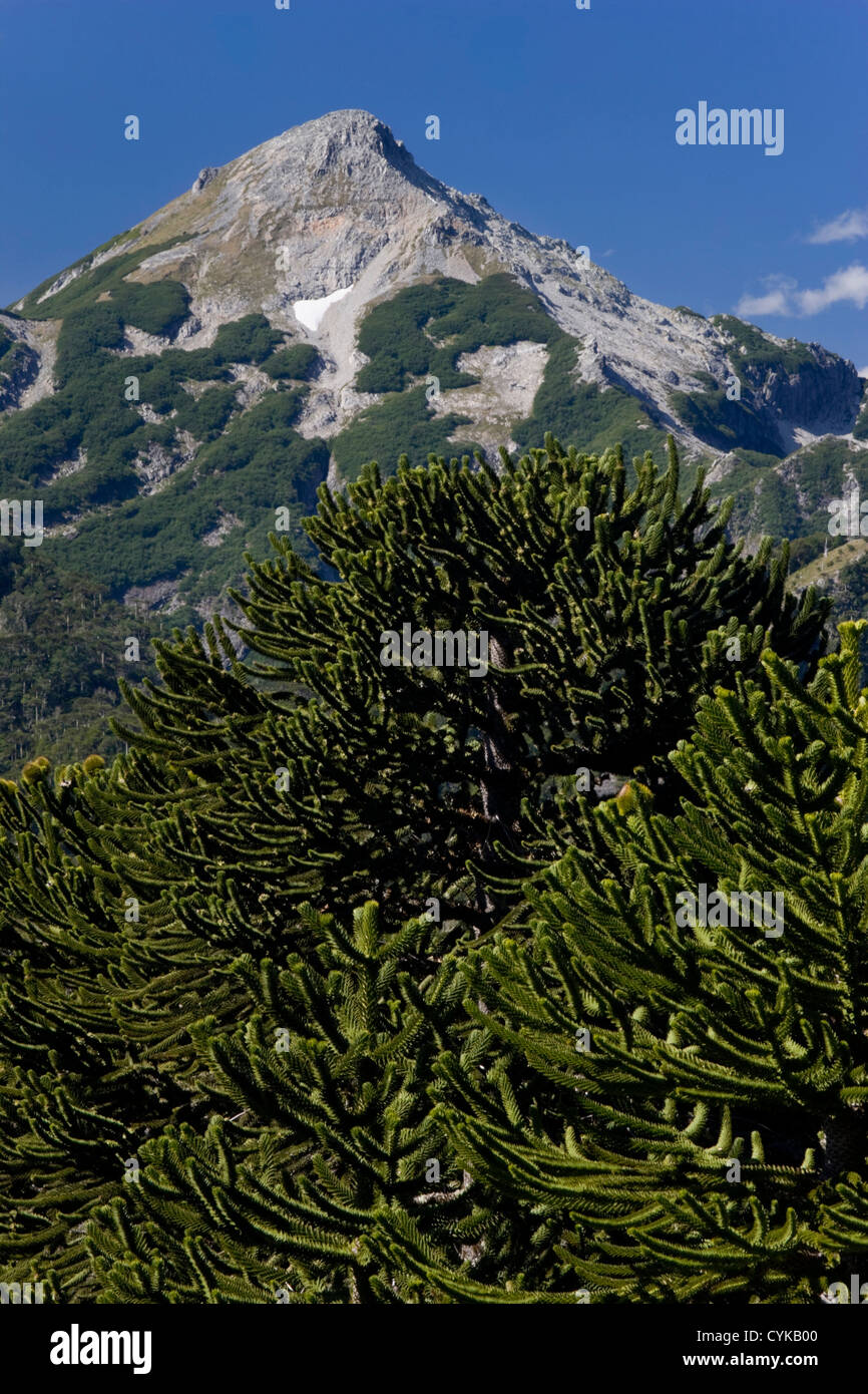 Native trees chile hi-res stock photography and images - Alamy