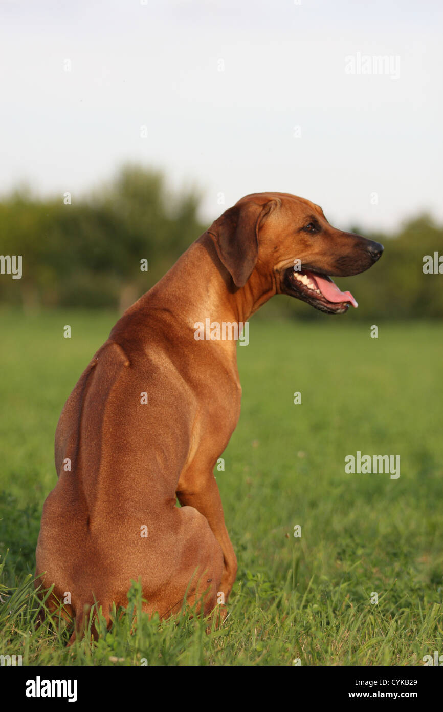 Rhodesian ridgeback hi-res stock photography and images - Alamy