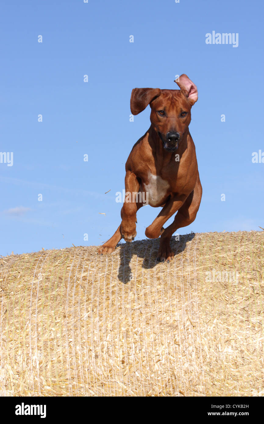 running Rhodesian Ridgeback Stock Photo - Alamy