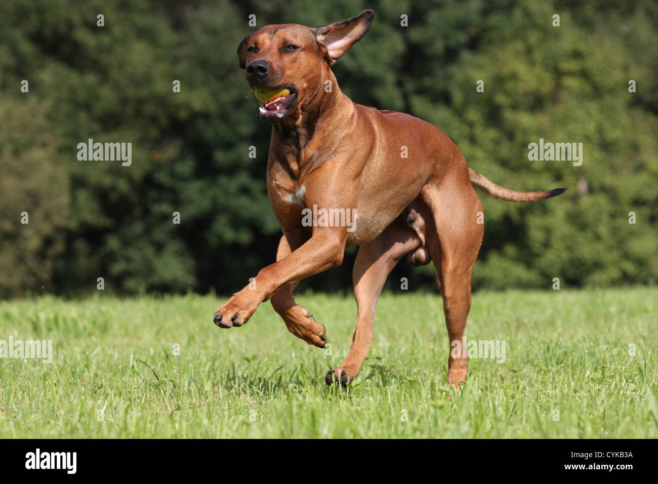 Ridgeback High Resolution Stock Photography and Images - Alamy