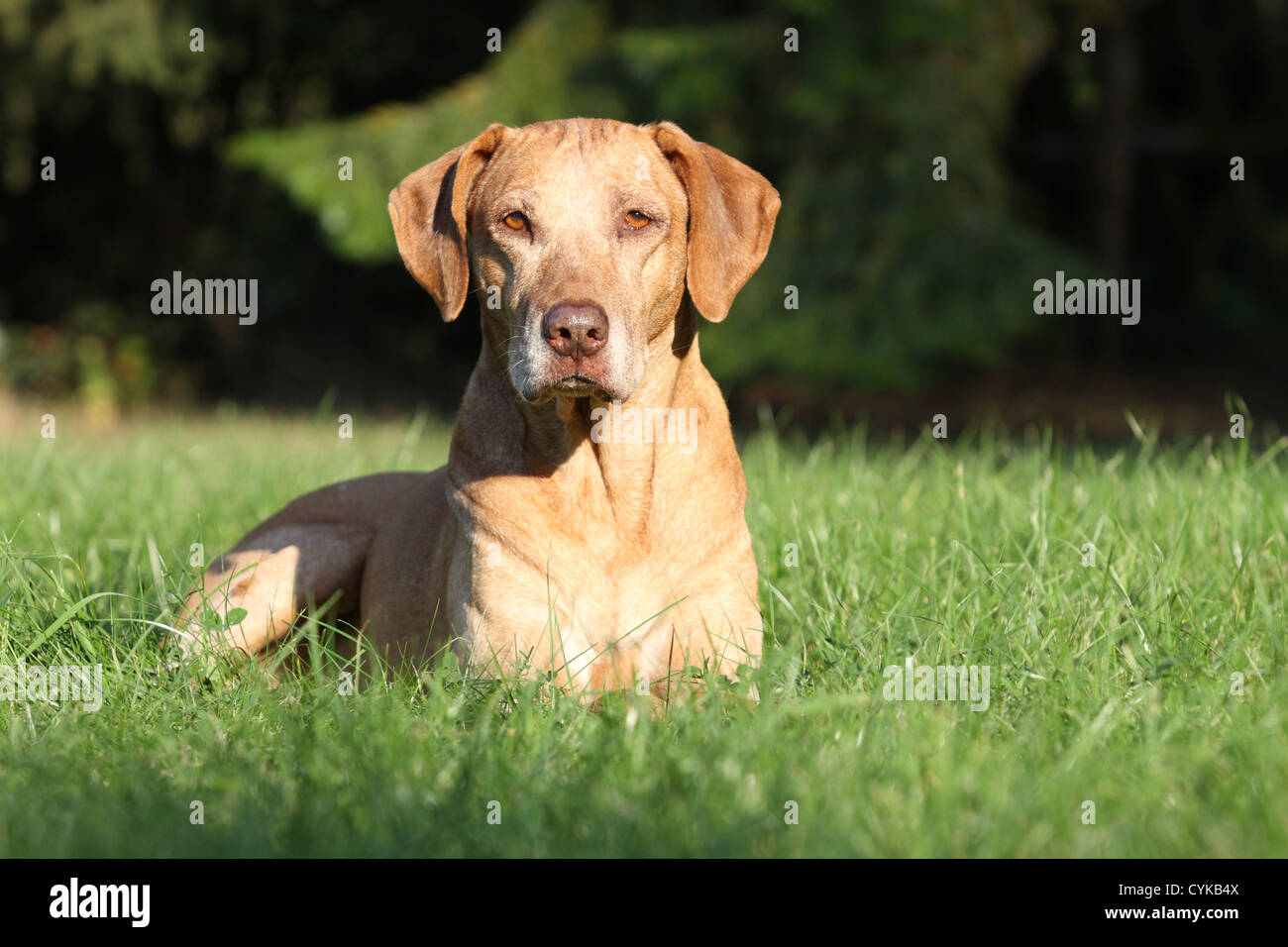 Rhodesian ridgeback senior hi-res stock photography and images - Alamy
