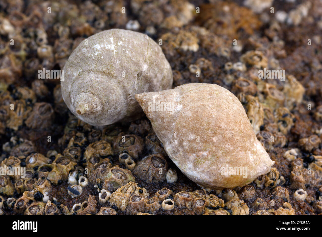 Uk whelk hi-res stock photography and images - Alamy