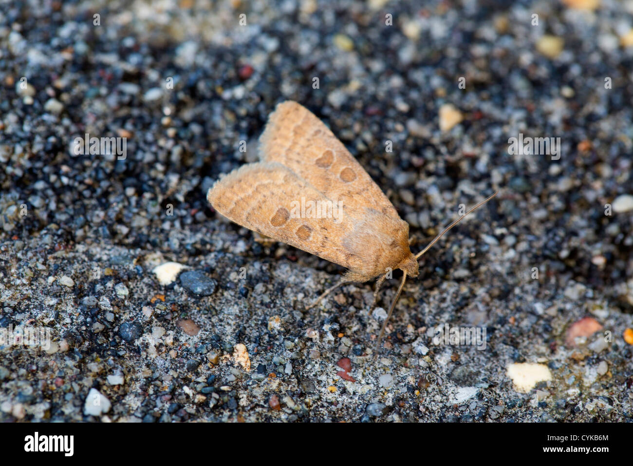 Uncertain Moth High Resolution Stock Photography and Images - Alamy