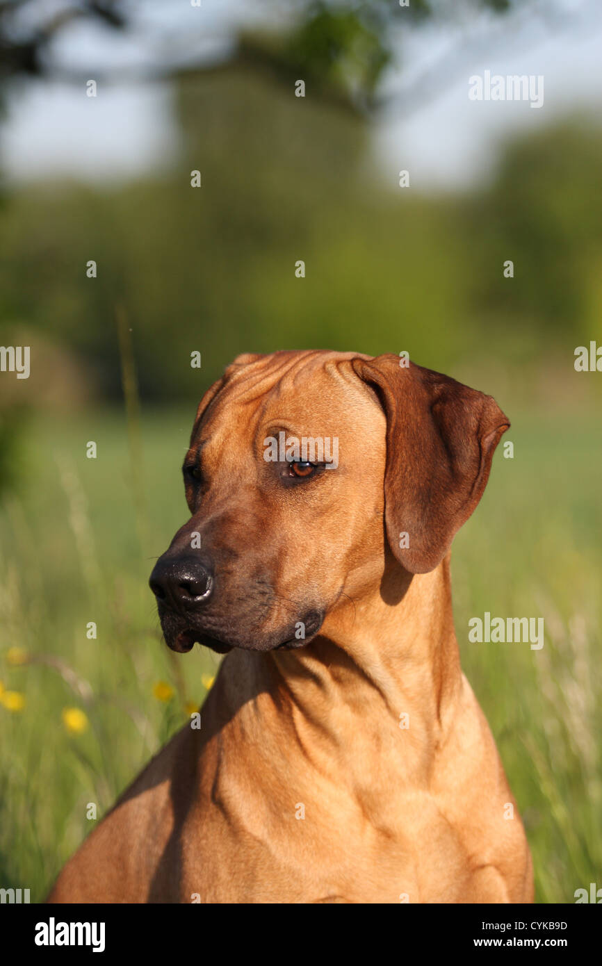 Rhodesian Ridgeback Portrait Stock Photo - Alamy