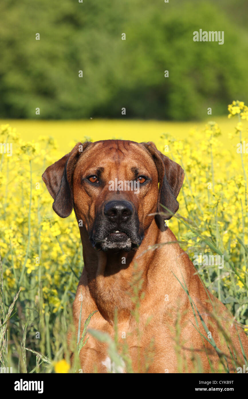 Rhodesian Ridgeback Portrait Stock Photo - Alamy