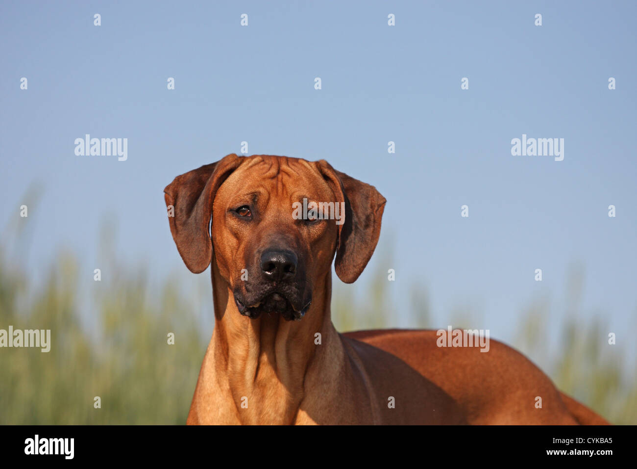 Rhodesian Ridgeback Portrait Stock Photo - Alamy