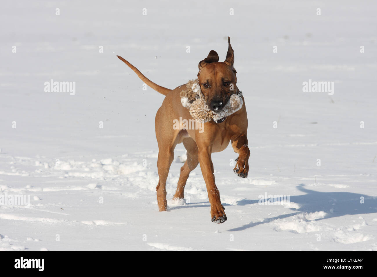 playing Rhodesian Ridgeback Stock Photo - Alamy