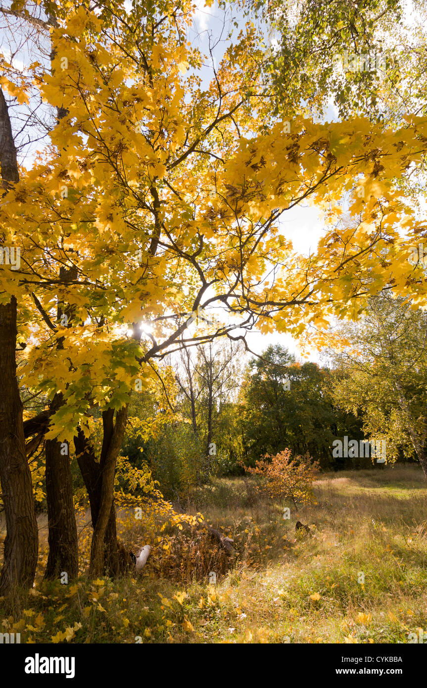 Colorful autumn landscape with sun shining through a tree Stock Photo ...