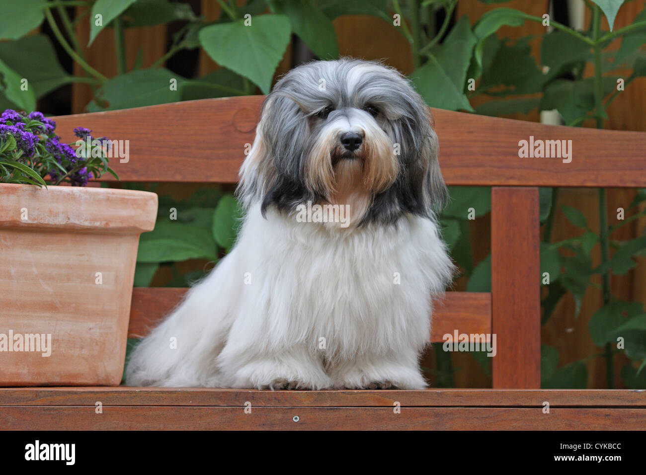 Grey havanese dog hi-res stock photography and images - Alamy