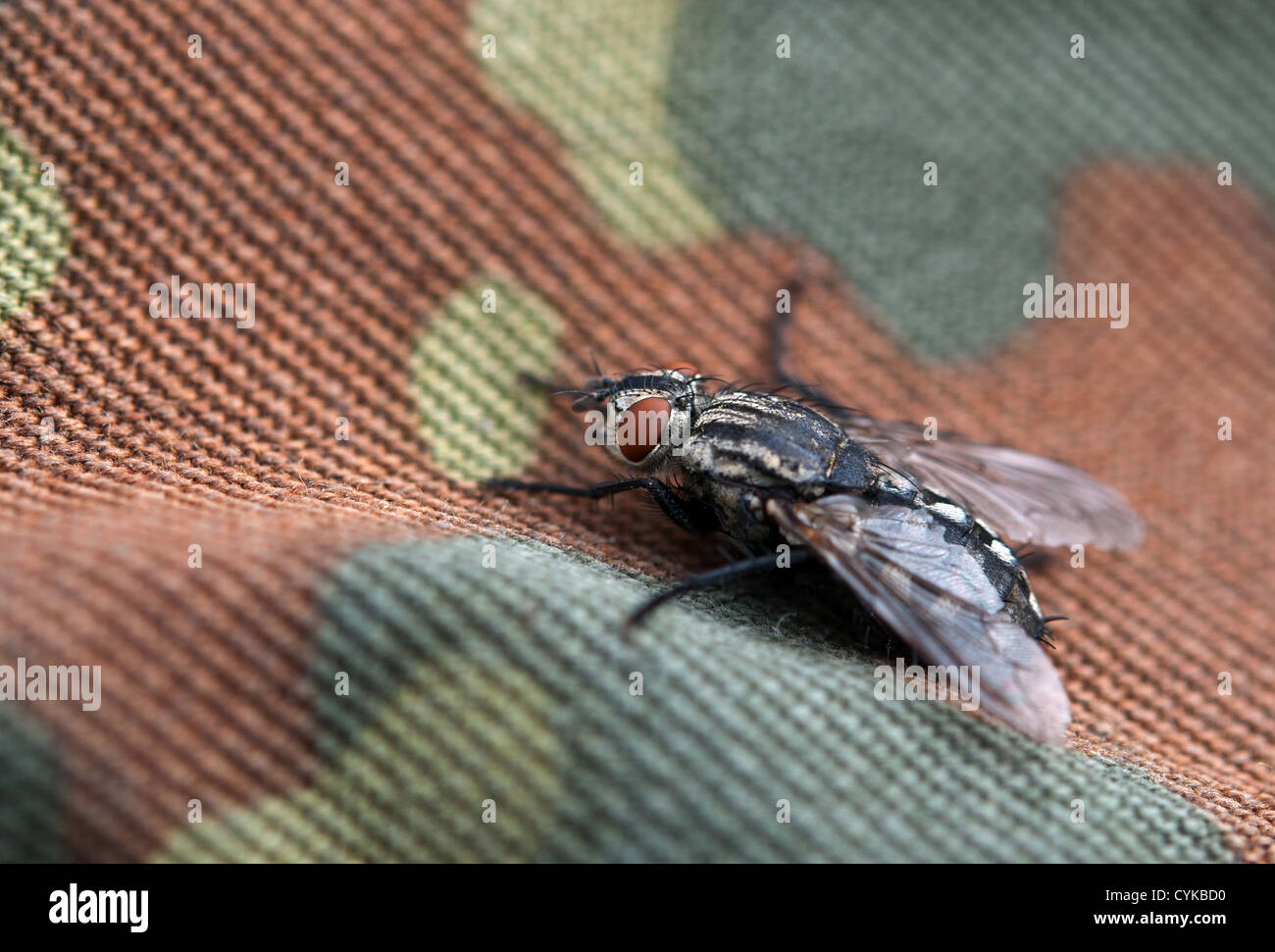 Fly army hi-res stock photography and images - Alamy