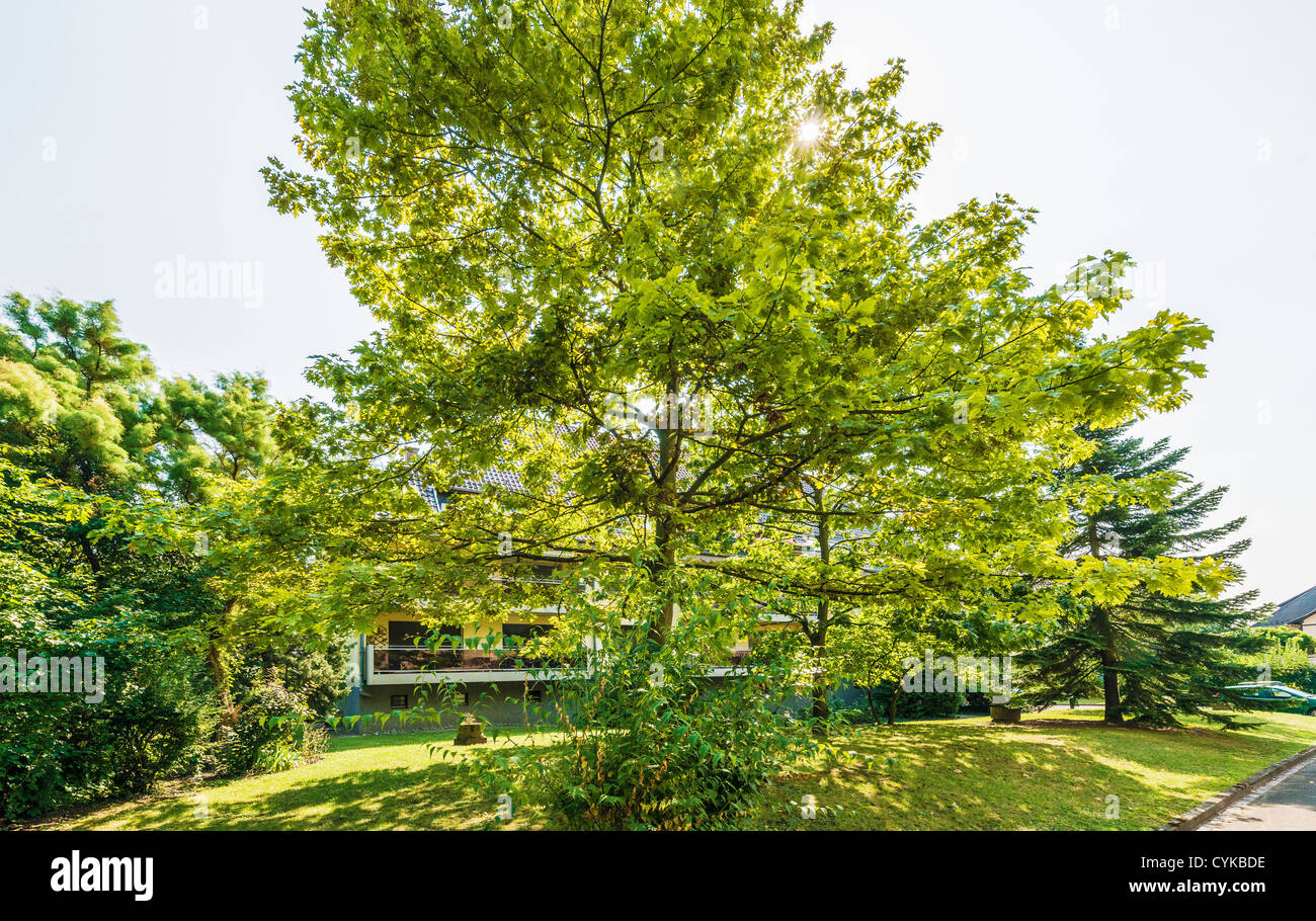 Northern red oak tree with summer foliage Stock Photo - Alamy