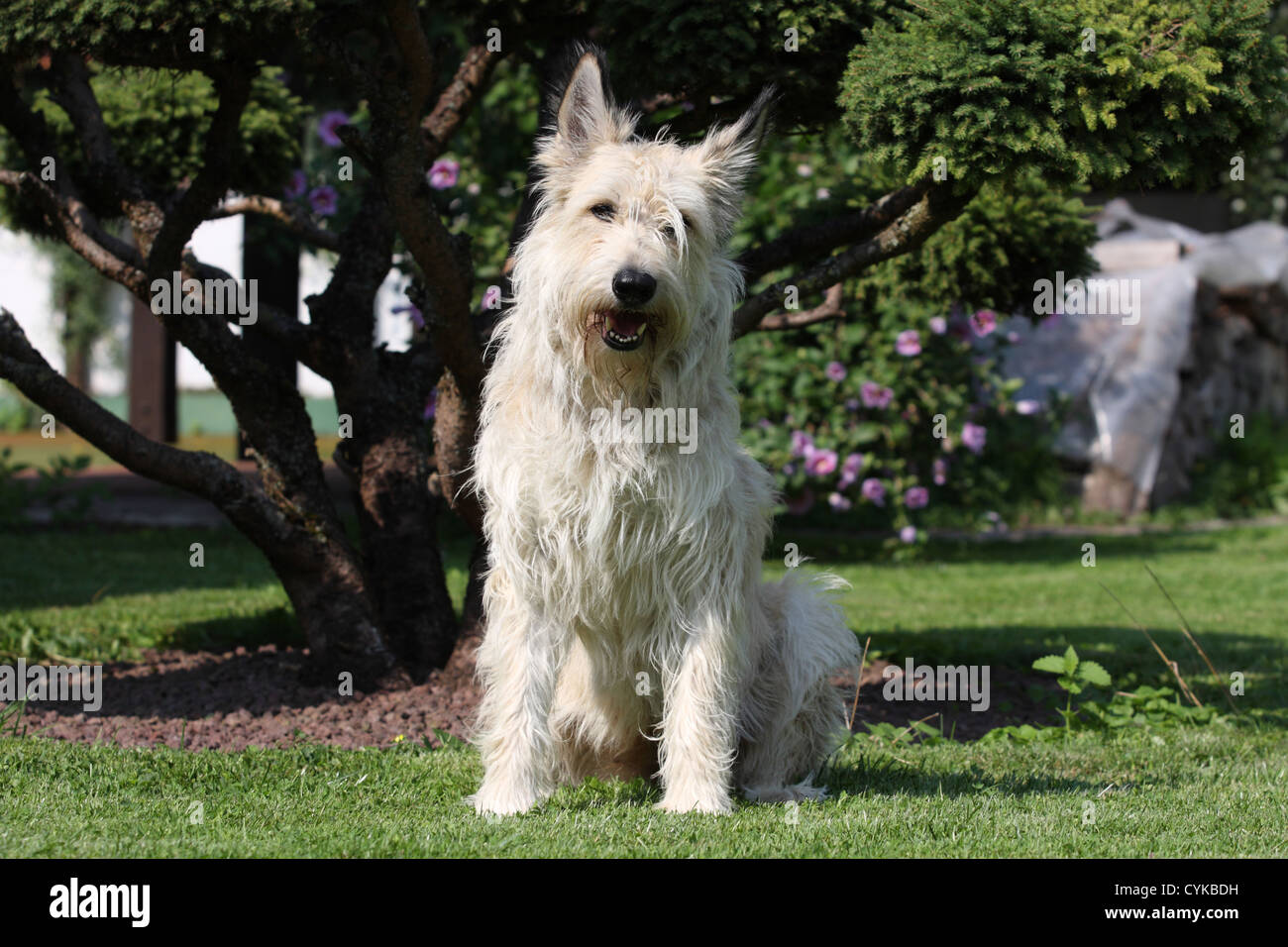 Picards hi-res stock photography and images - Alamy