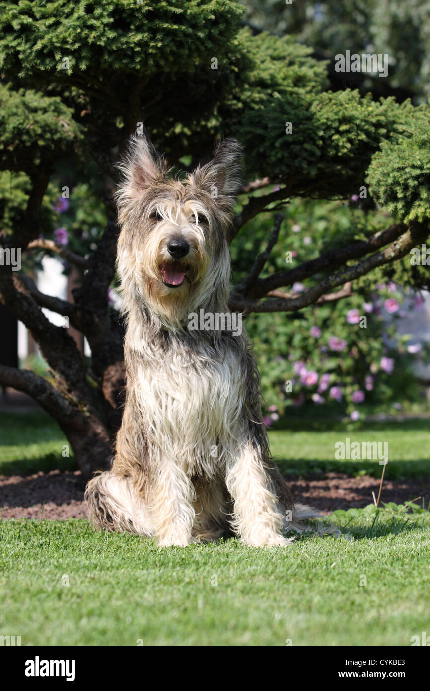 Picards hi-res stock photography and images - Alamy