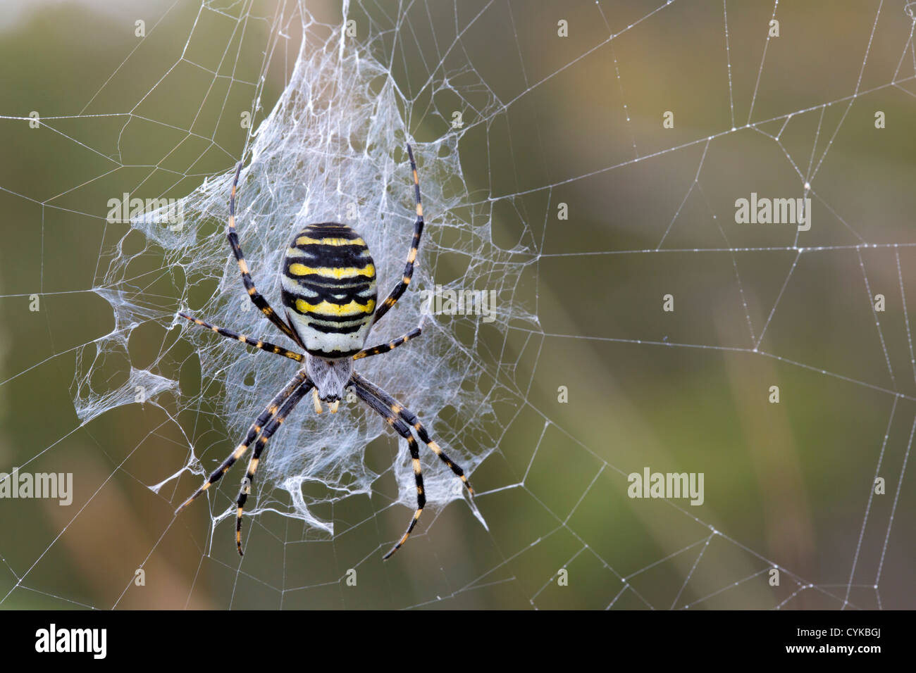 Wasp Spider; Argiope bruennichi; on web; Cornwall; UK Stock Photo - Alamy