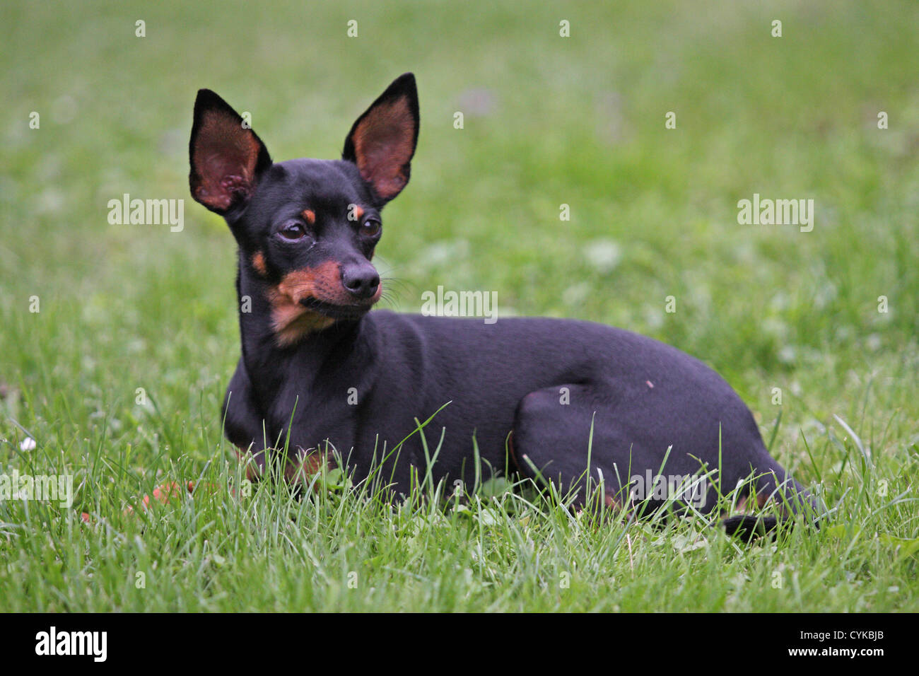 Black rattlers hi-res stock photography and images - Alamy