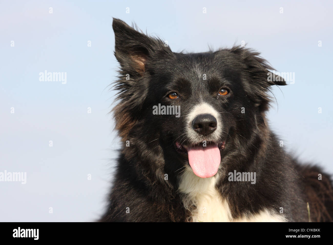 Border Collie Portrait Stock Photo - Alamy