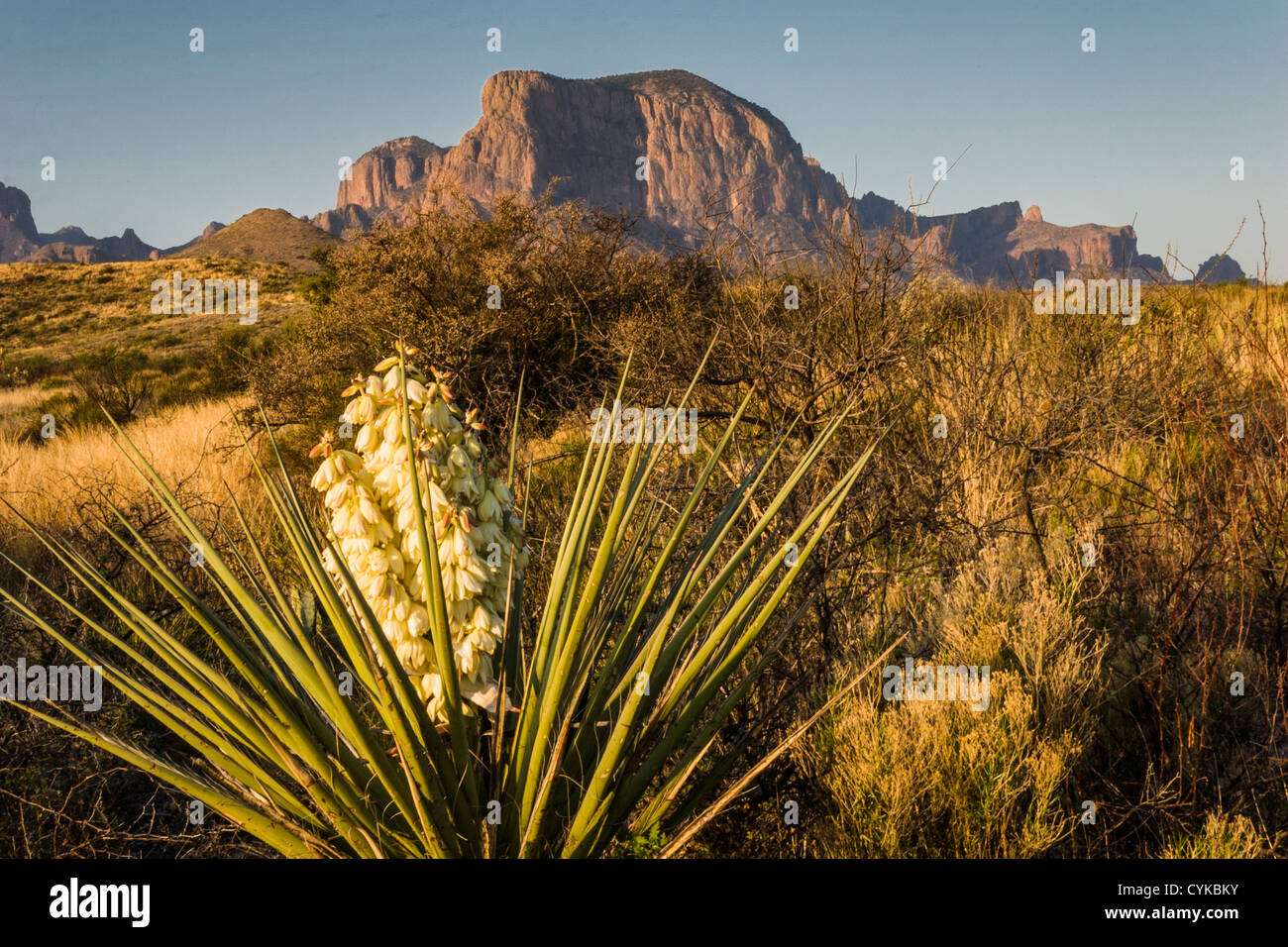 Torrey Yucca, Yucca treculeana Or Yucca torreyi, (also known as Spanish ...