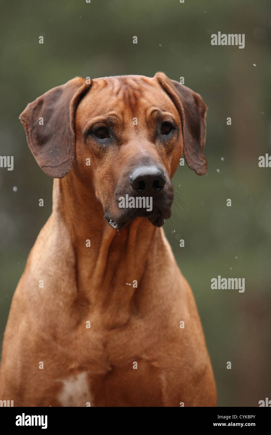 Rhodesian Ridgeback Portrait Stock Photo - Alamy