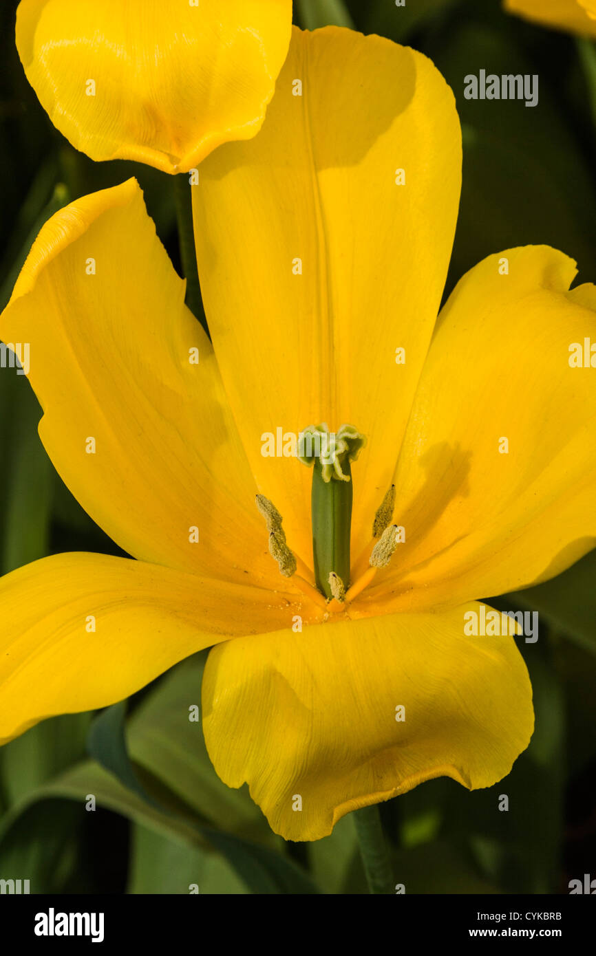 Eight week tulip display hi-res stock photography and images - Alamy
