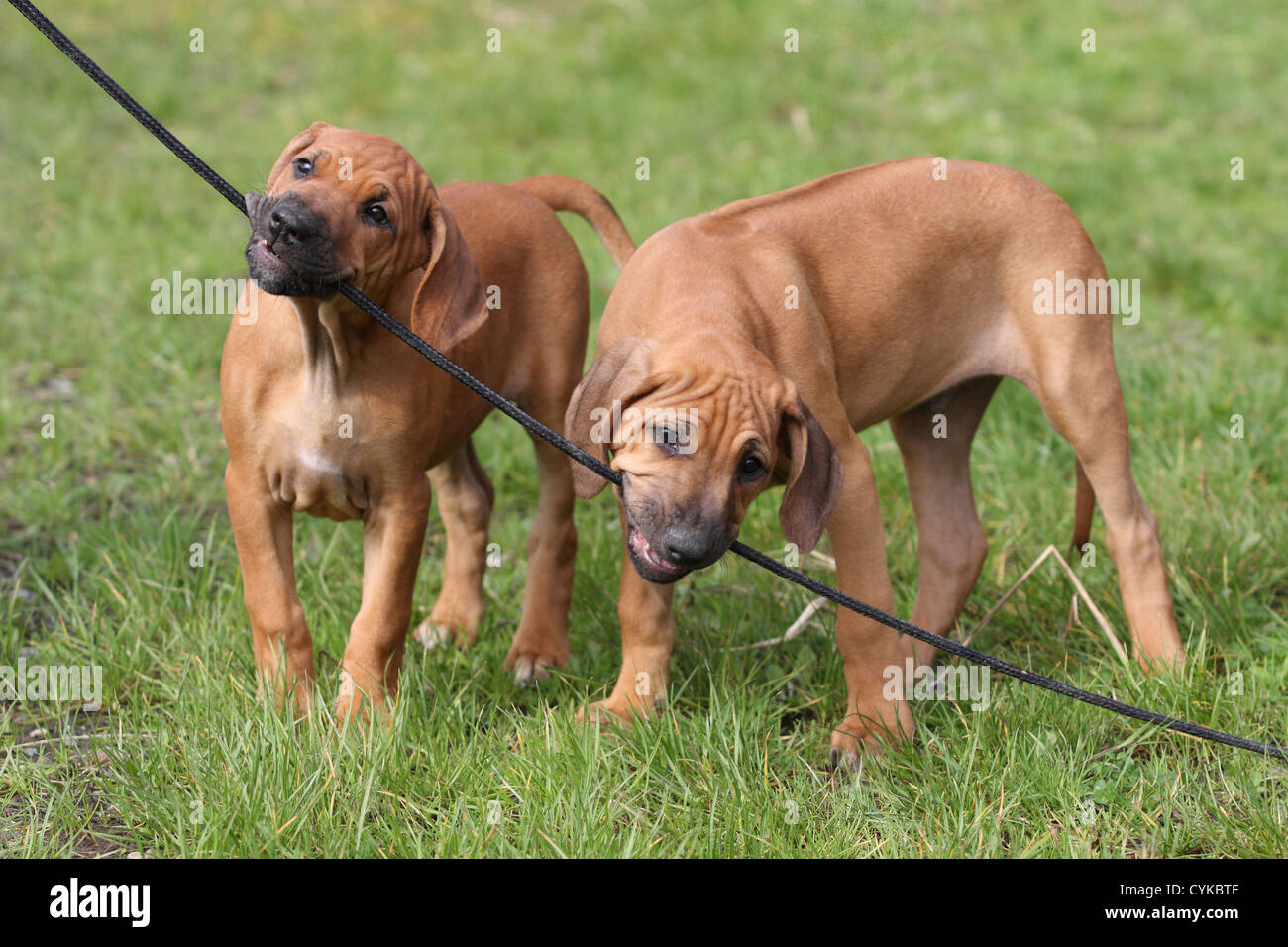 Rhodesian war hi-res stock photography and images - Alamy