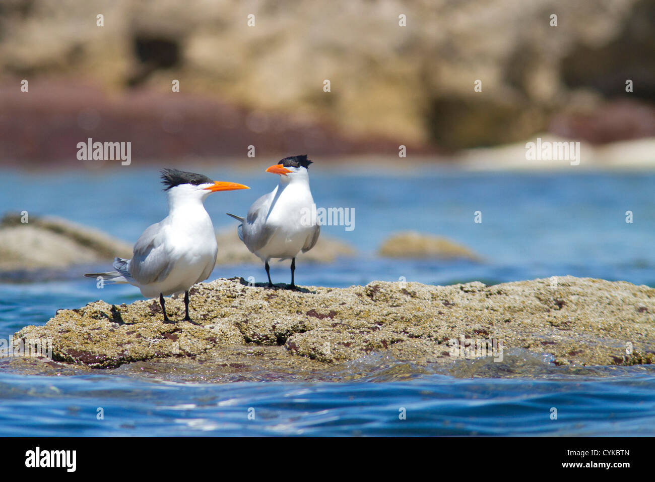 Baja, Sea of Cortez, Mexico. Royal Terns (Sterna maxima) on an ...
