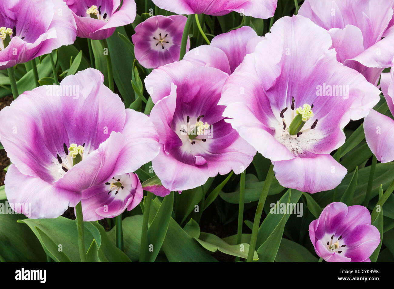 Tulip, Tulipa "VIOLET BEAUTY', at Keukenhof Gardens in South Holland in ...