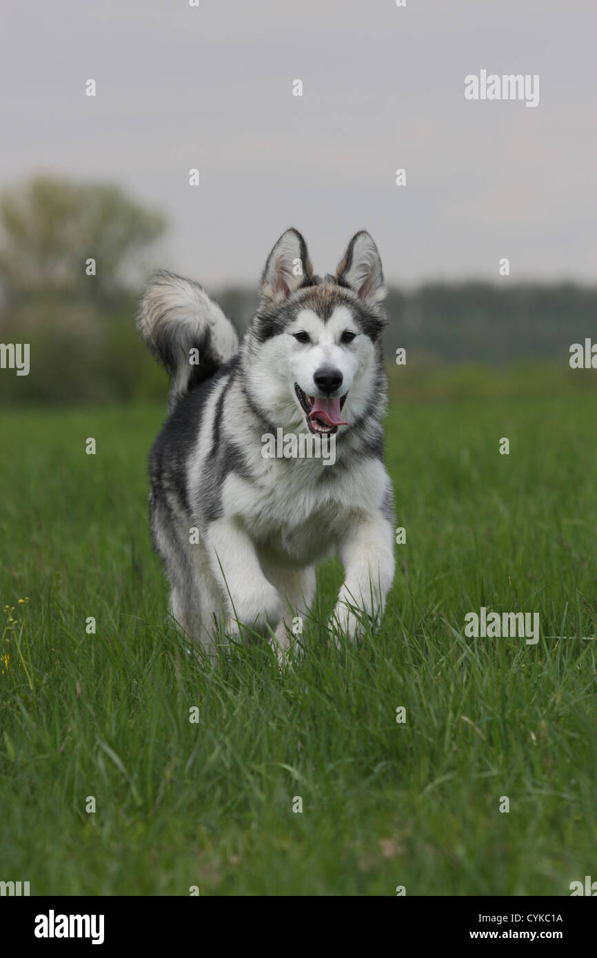 running Alaskan Malamute Stock Photo - Alamy