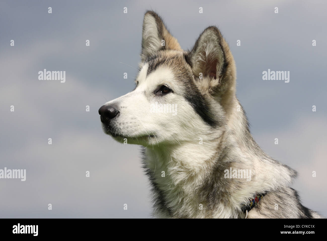 Side view alaskan malamute hi-res stock photography and images - Alamy
