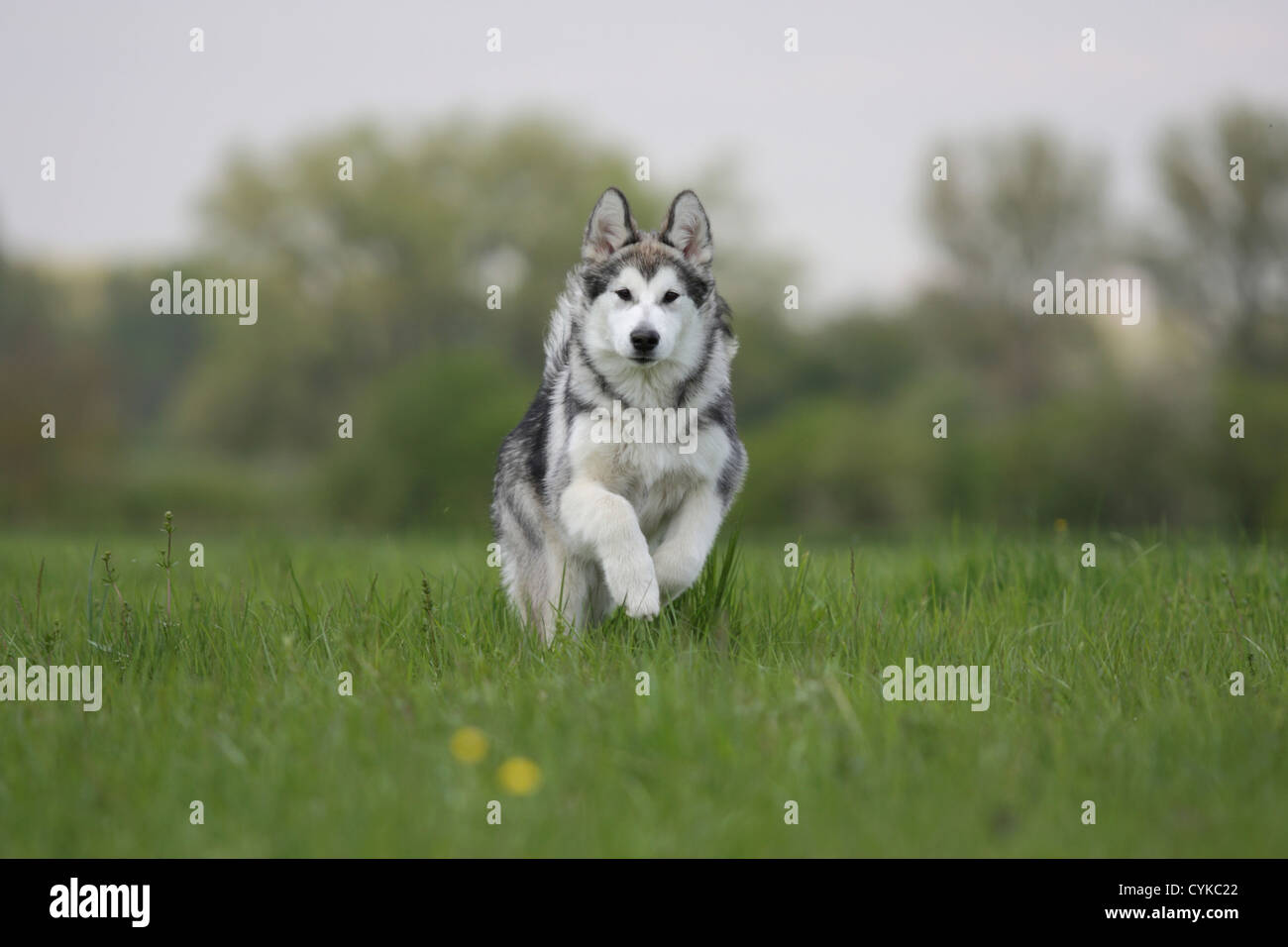 running Alaskan Malamute Stock Photo - Alamy