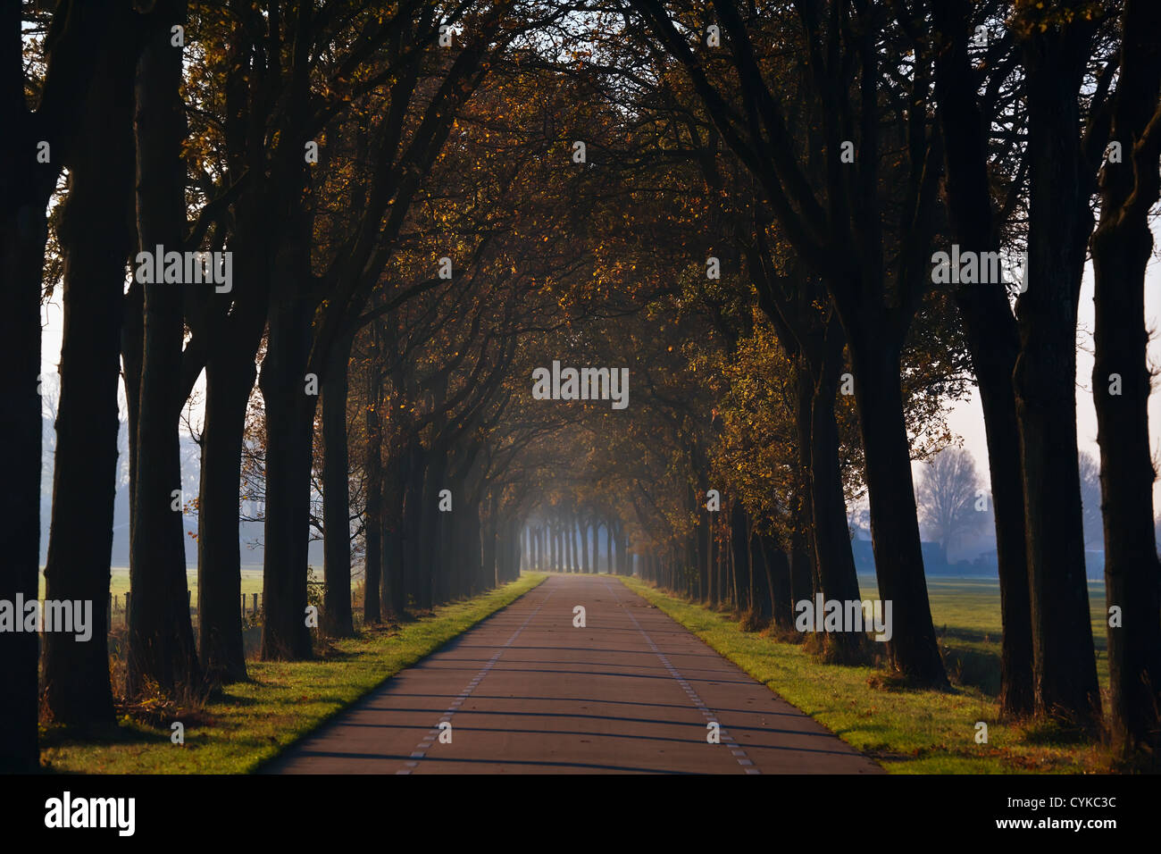 Tunnel tree hi-res stock photography and images - Alamy