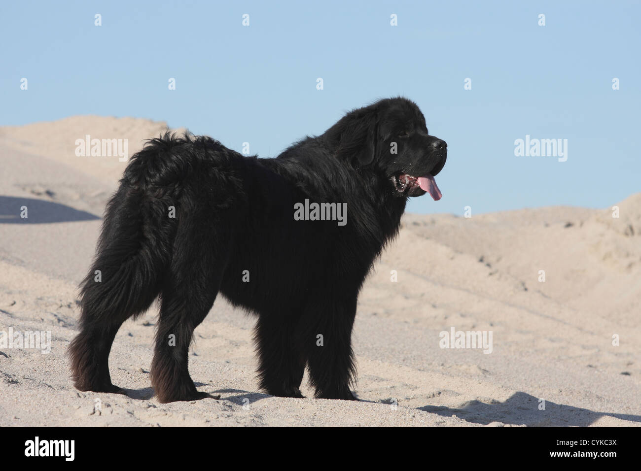 Newfoundlanders hi-res stock photography and images - Alamy