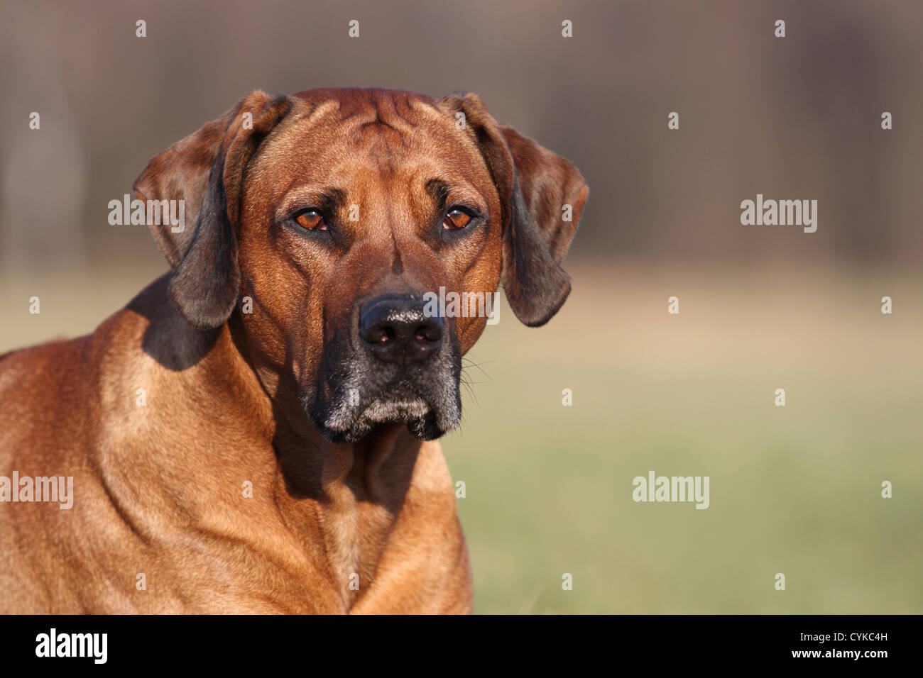 Rhodesian Ridgeback Portrait Stock Photo - Alamy