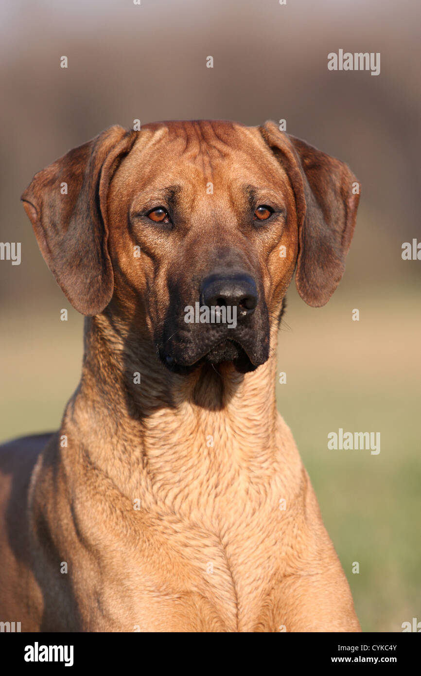 Rhodesian Ridgeback Portrait Stock Photo - Alamy
