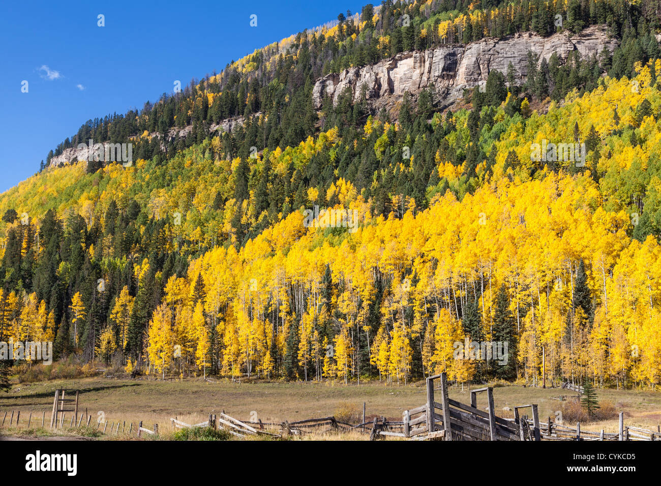 Autumn color in Aspen trees along US 550 in Colorado, known as the ...
