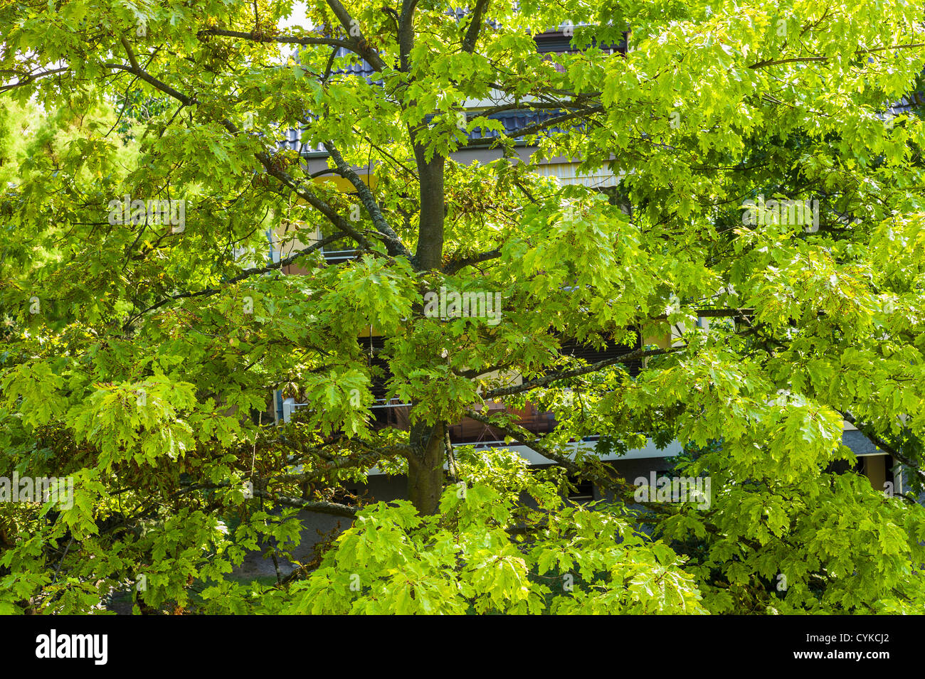 Northern red oak tree with summer foliage Stock Photo - Alamy