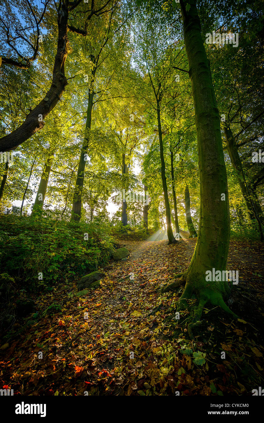 Sun rays lighting the forest path Stock Photo - Alamy